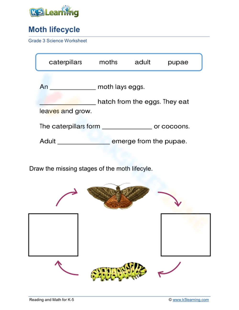 Moth Lifecycle Worksheet
