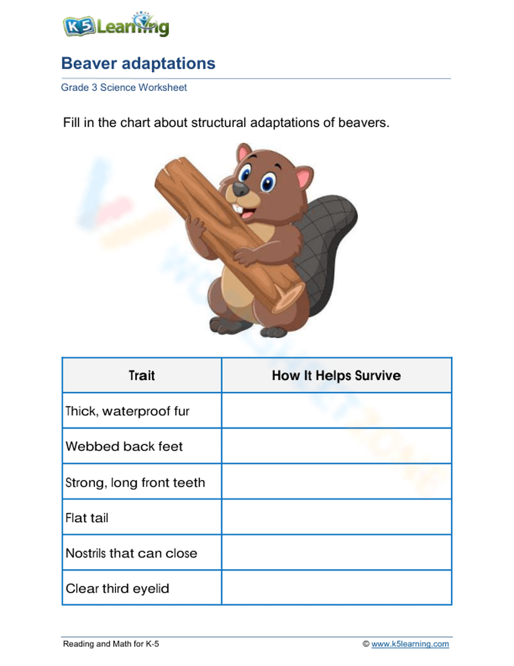 Beaver Adaptations Worksheet