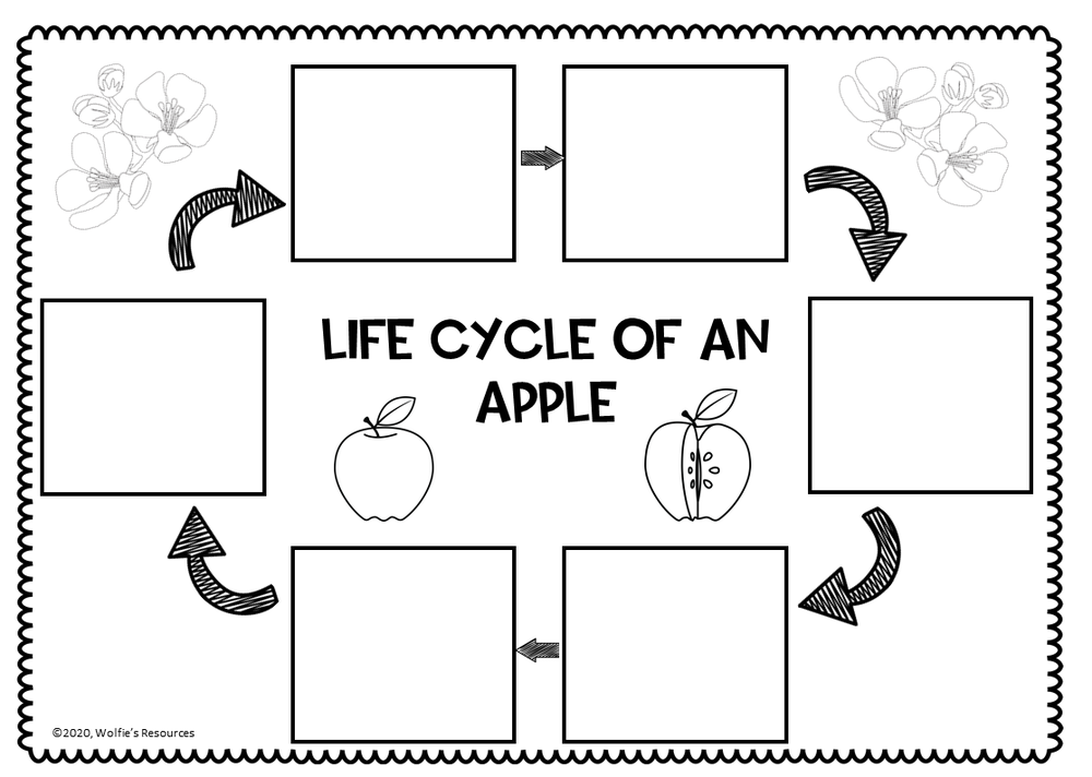 Life Cycle Of An Apple Tree Worksheet