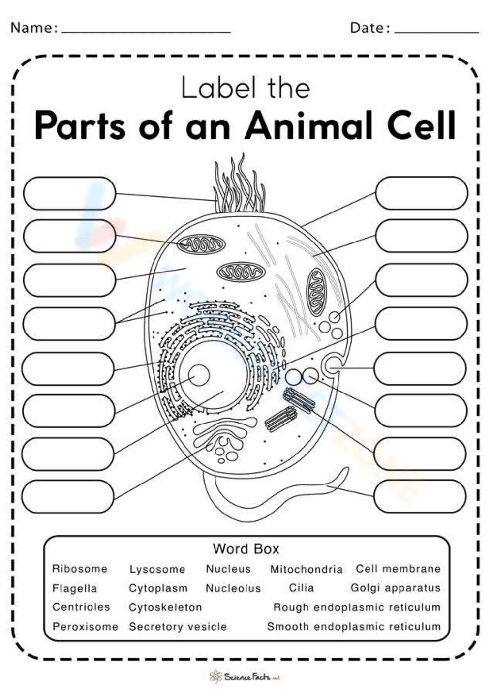 Parts Of An Animal Cell Worksheet Parts Of An Animal Cell Worksheet
