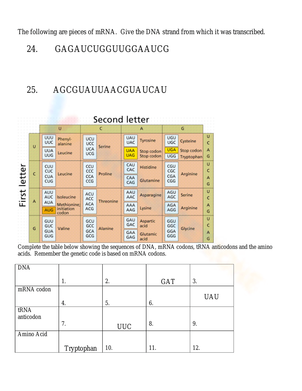 DNA Base Pairing Worksheet Worksheet DNA Base Pairing Worksheet Worksheet