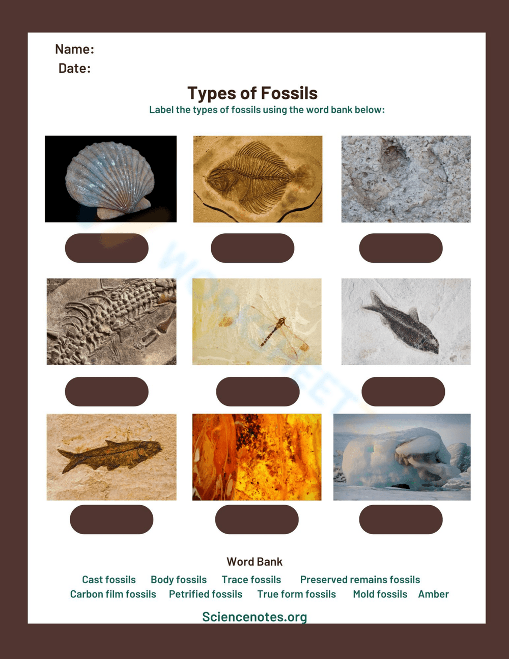Types Of Fossils Worksheet