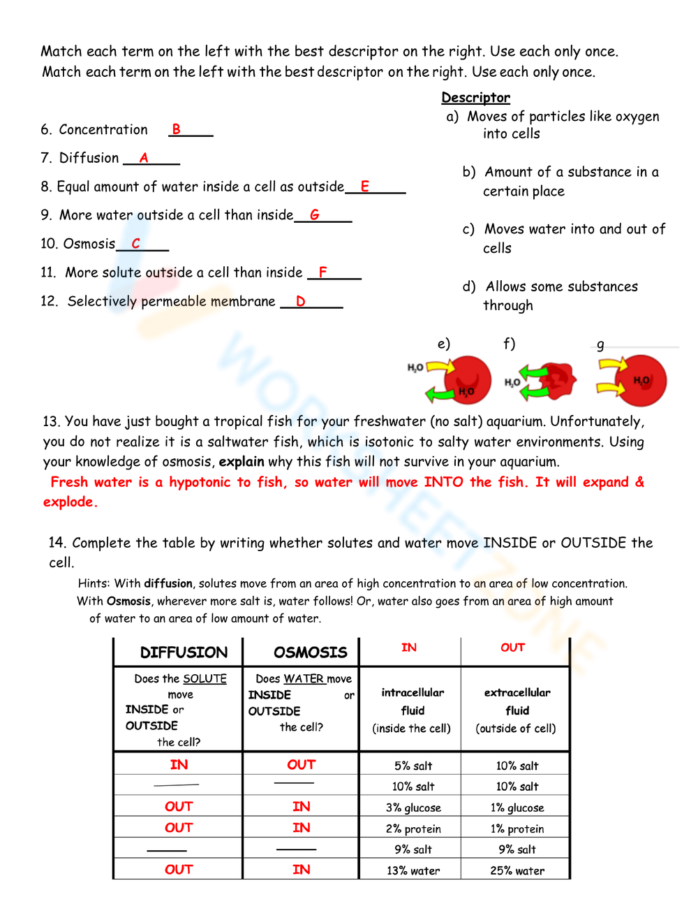 Free Collection of Diffusion and Osmosis Worksheets Free Collection of Diffusion and Osmosis Worksheets