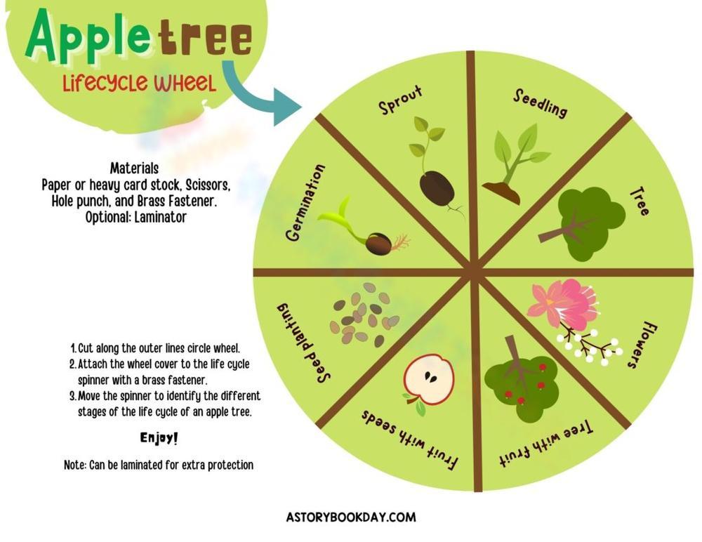 Apple Tree Lifewhee Worksheet