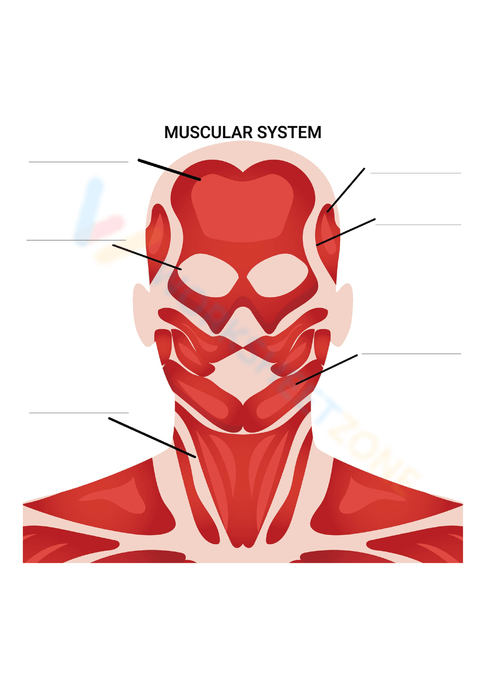 Muscle Diagram Worksheets Human Muscular System