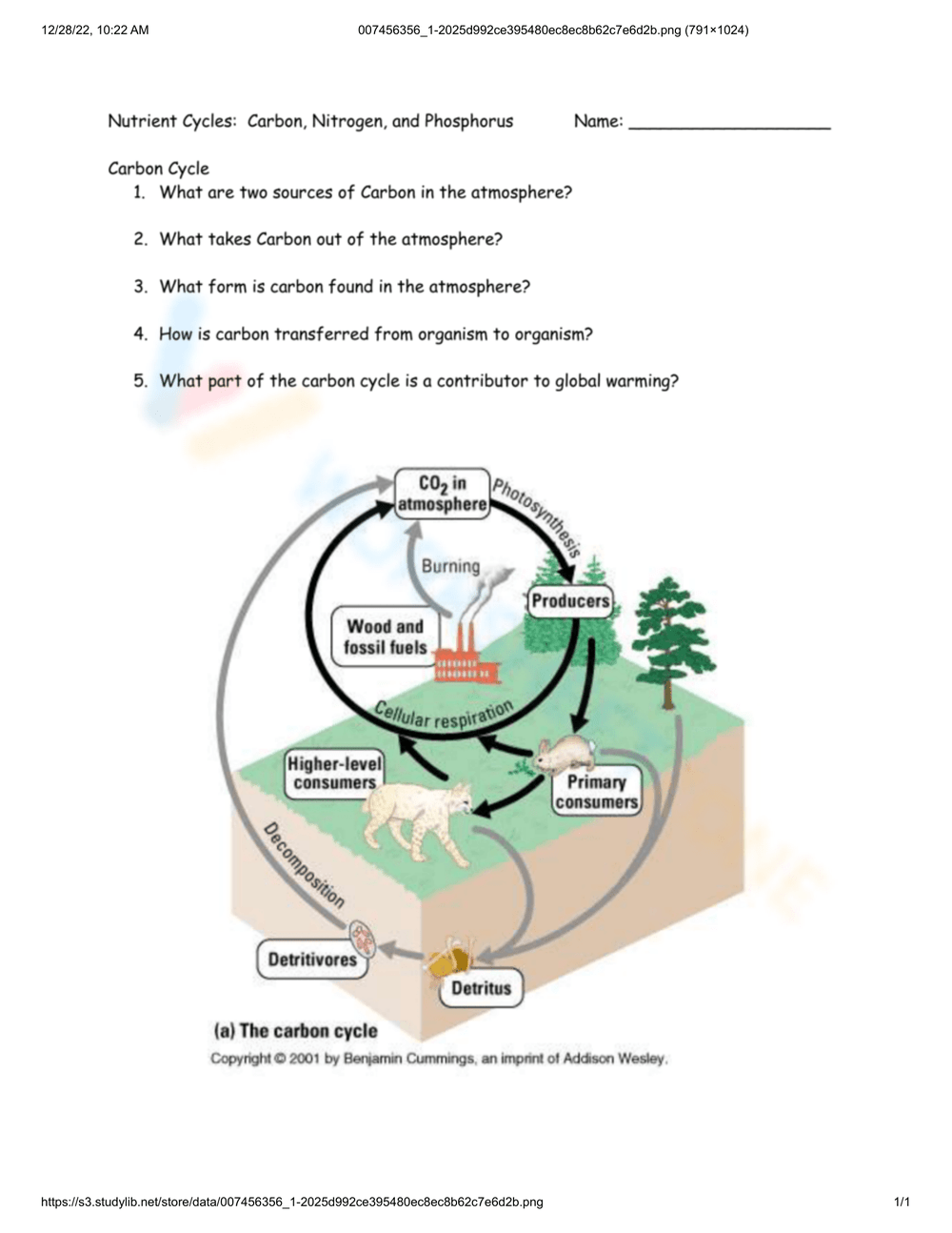 Nutrient Cycles Worksheet Nitrogen Cycle Worksheets
