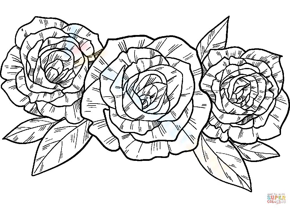 Roses Worksheet