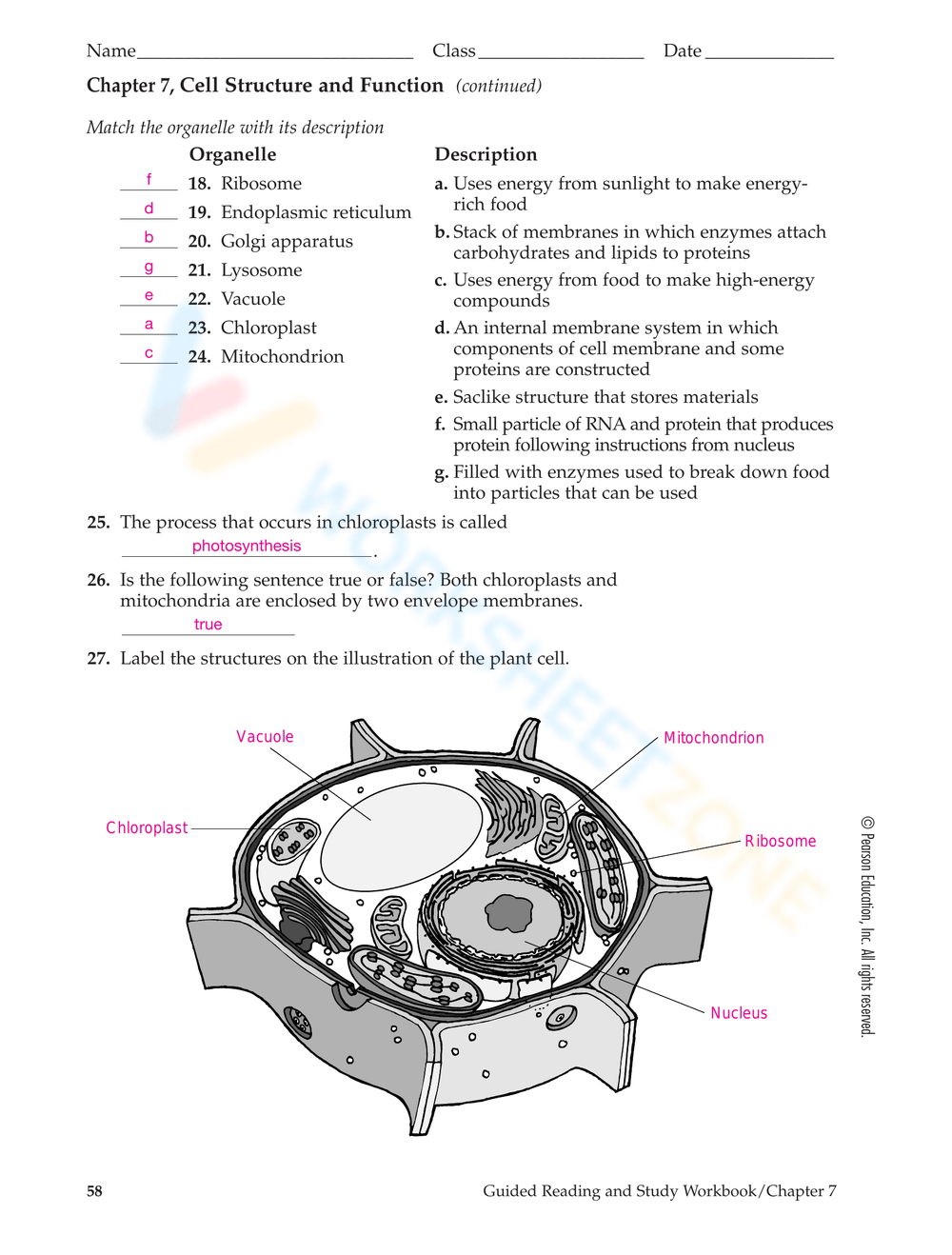 Cell Structure Worksheet 7th Grade Grade 7 Cell Structure And Function