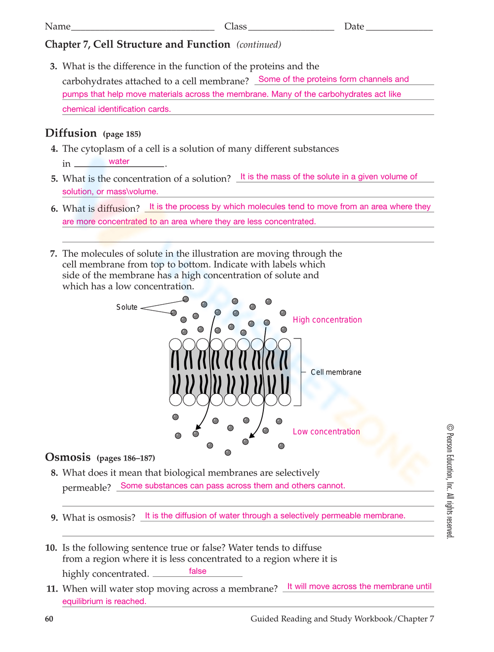 Cell Function Worksheet Chapter 3 6961