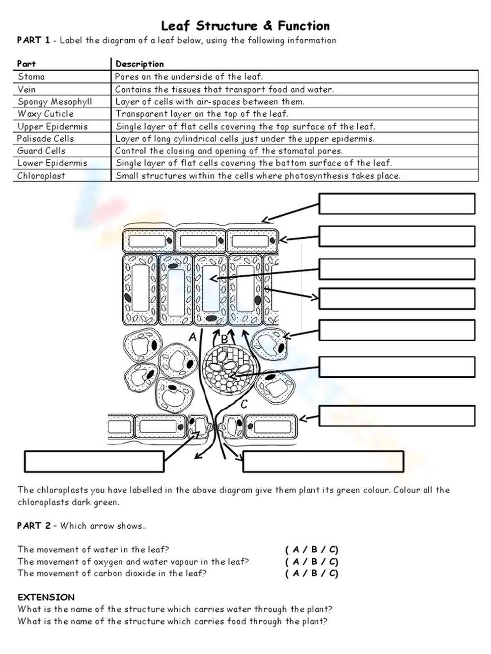 Leaf Structure And Function Worksheet