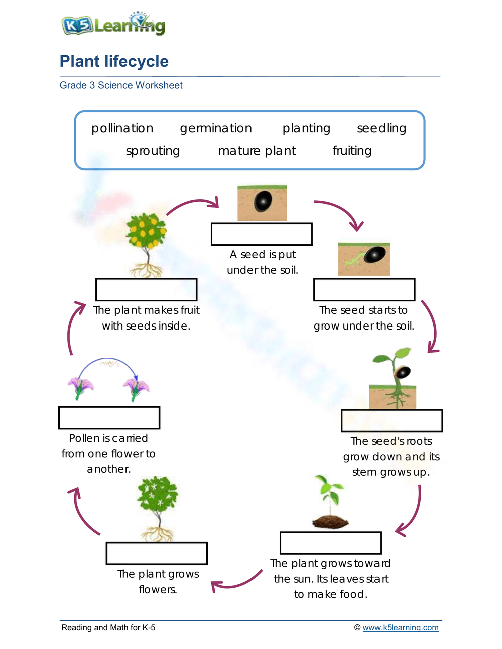 Life Cycle Of A Flowering Plant 4th Grade Unit 1 Life C… | Free