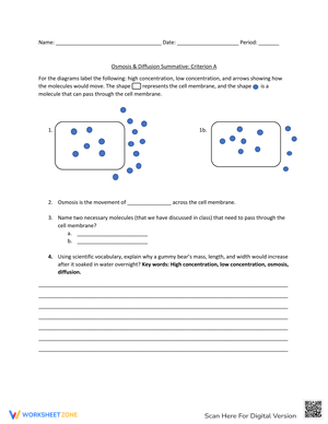 Diffusion Osmosis: Understanding Cell Transport Worksheets
