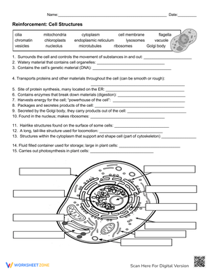 Reinforcement Cell Structures Worksheet