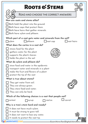 Roots and Stems: Exploring Plant Anatomy Worksheets