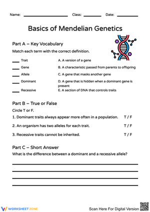 Basics of Mendelian Genetics Worksheet