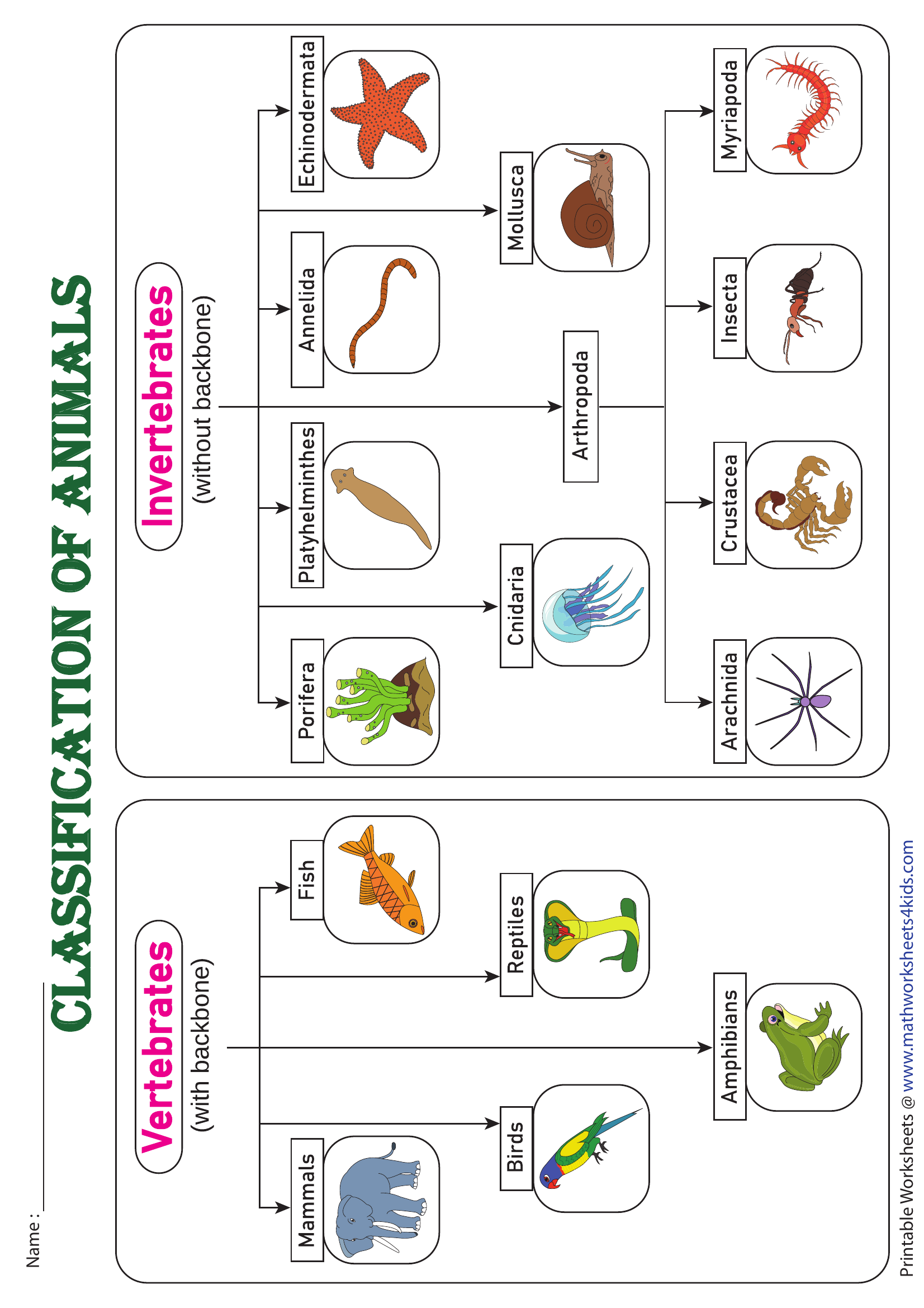 Classification of animals - Chart | Worksheet Zone
