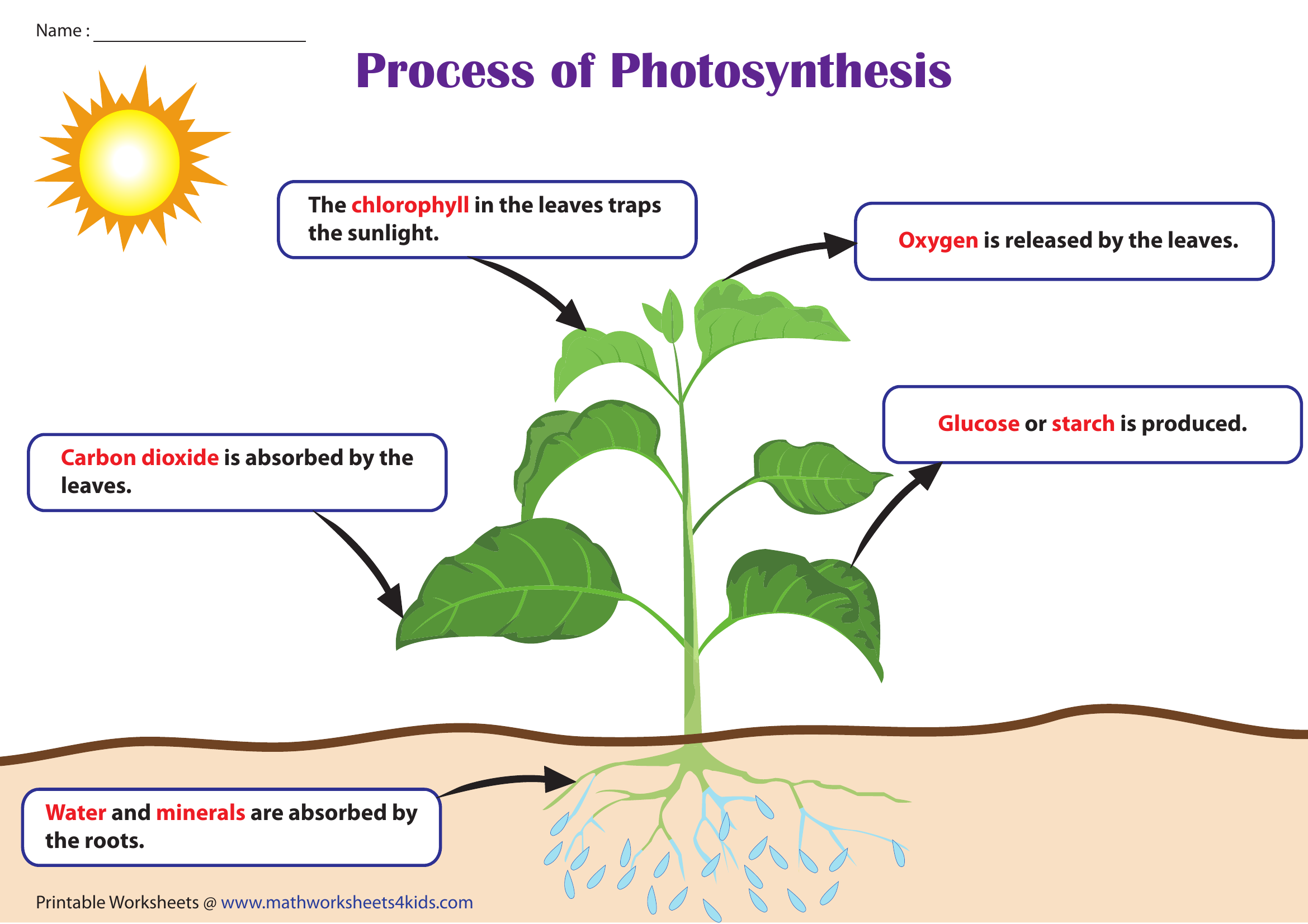 Process Of Photosynthesis Worksheet Zone process-of-photosynthesis-worksheet-zone