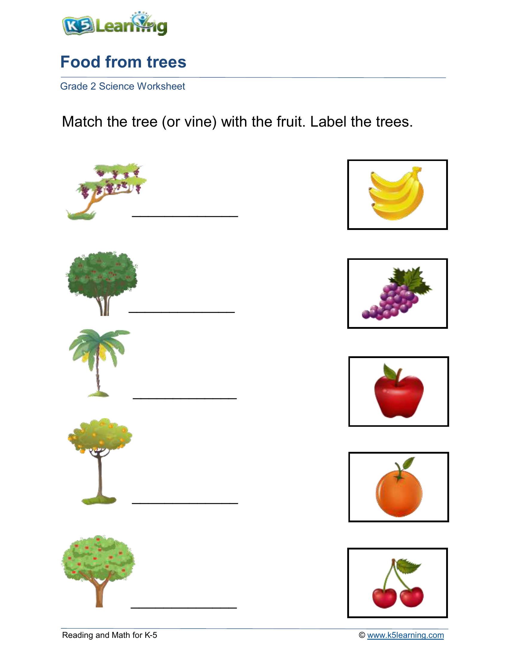 Food from trees | Worksheet Zone