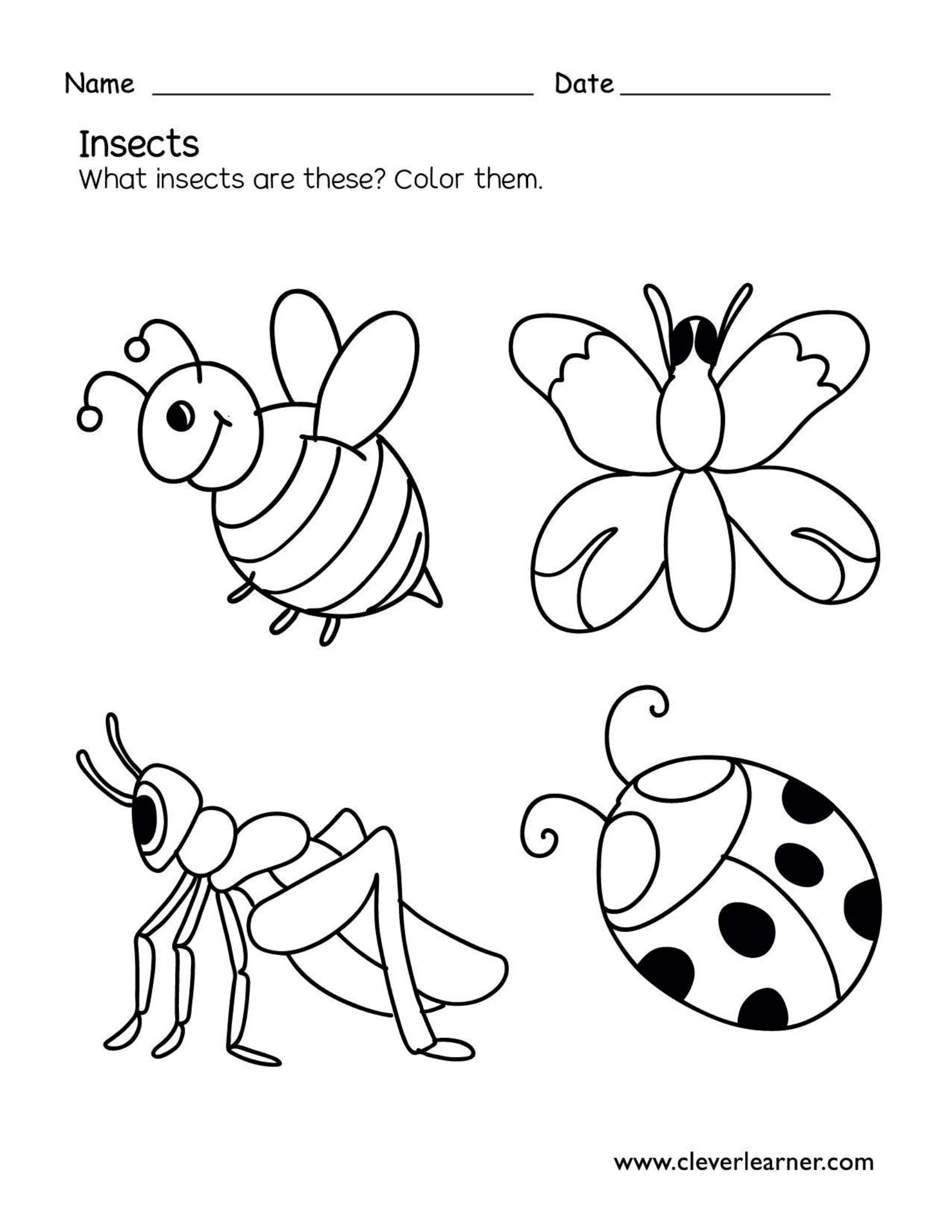 What insects are these? | Worksheet Zone