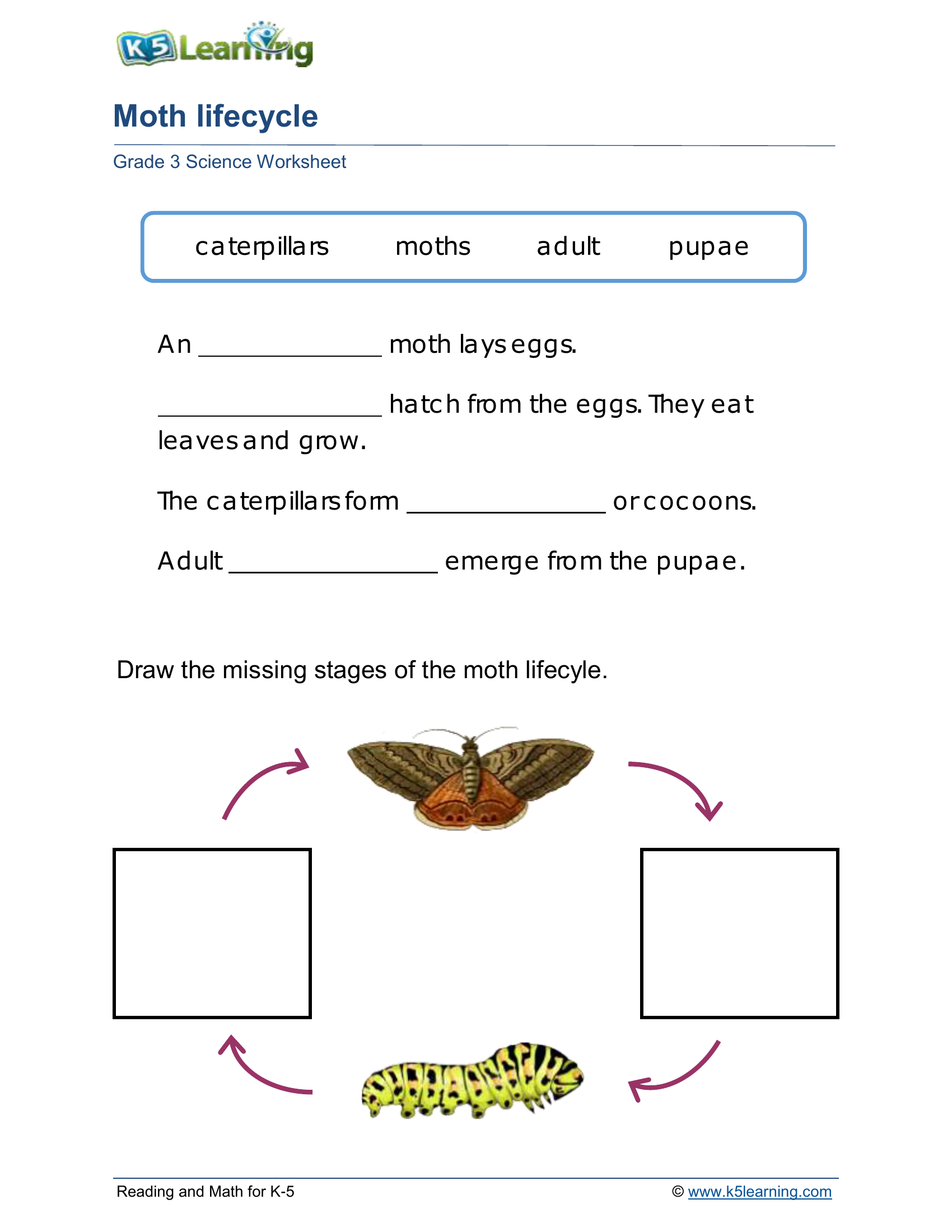 Moth lifecycle | Worksheet Zone