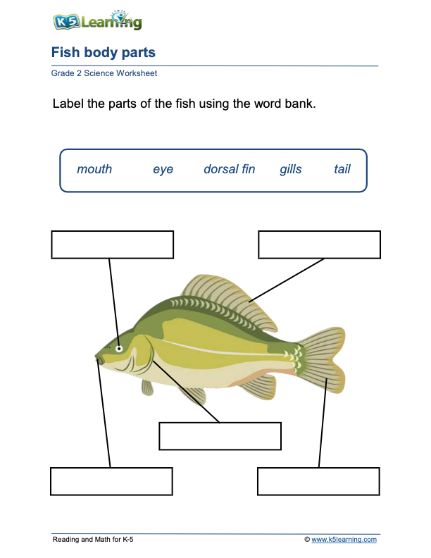 Fish body parts | Worksheet Zone