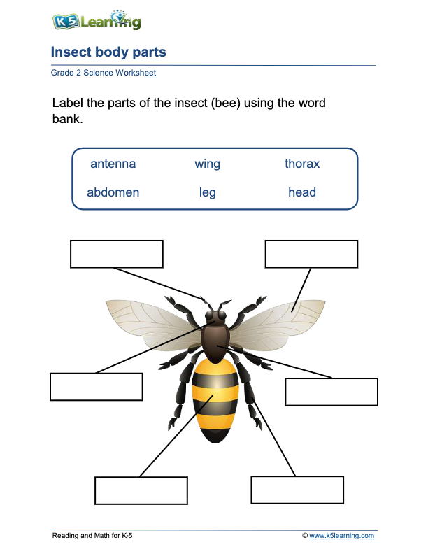 Insect body parts | Worksheet Zone