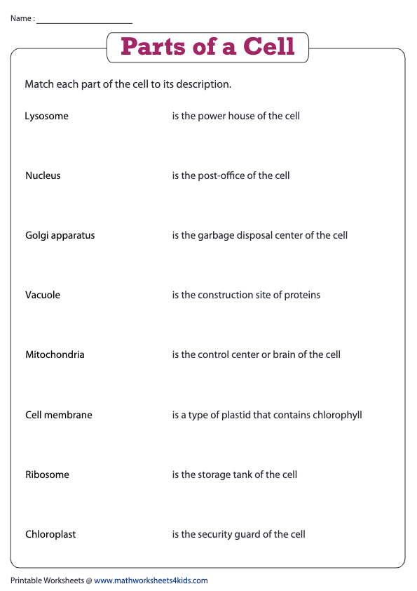 Parts of a Cell | Worksheet Zone