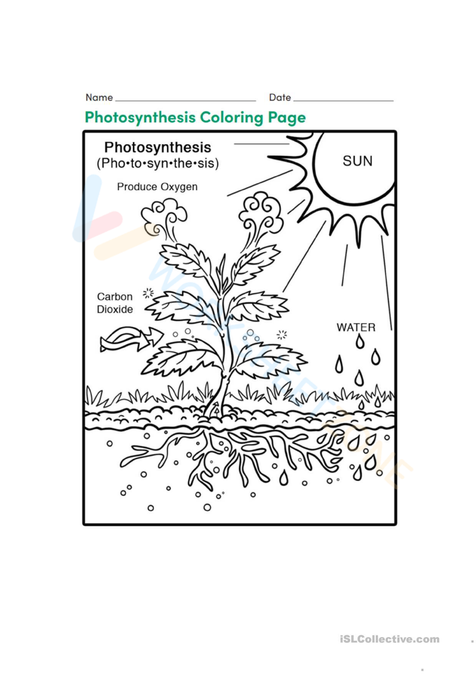 Photosynthesis 4 | Worksheet Zone