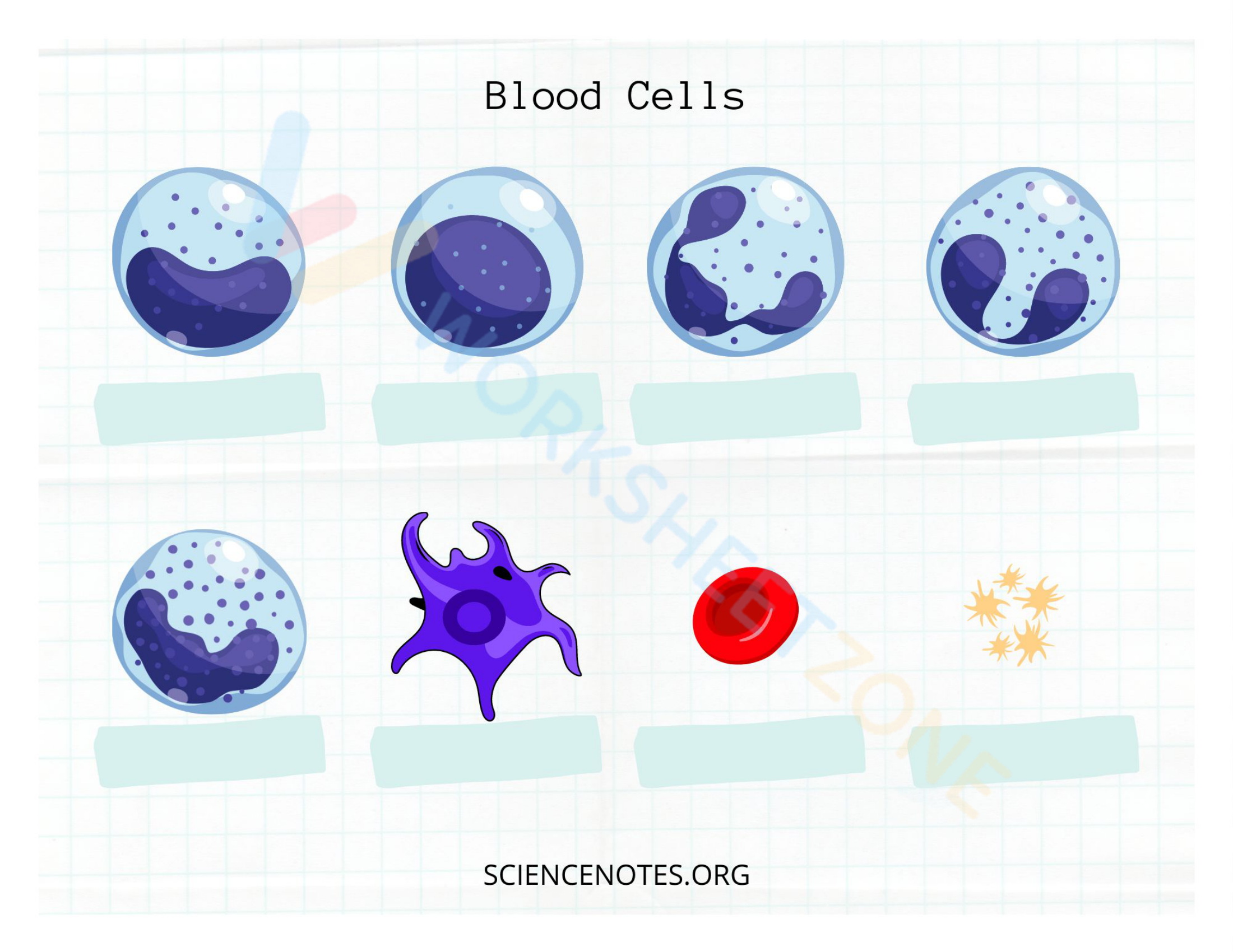 Type of blodd cells | Worksheet Zone