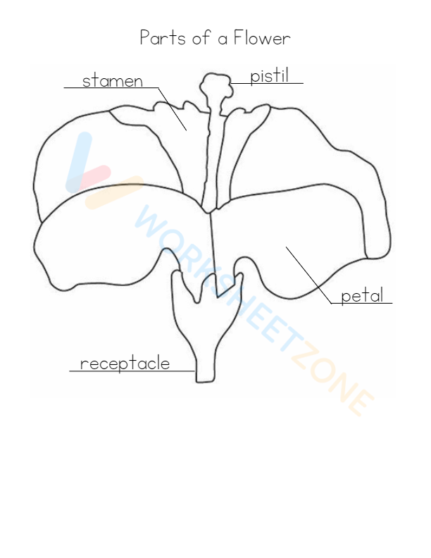 parts of a flower 6 | Worksheet Zone