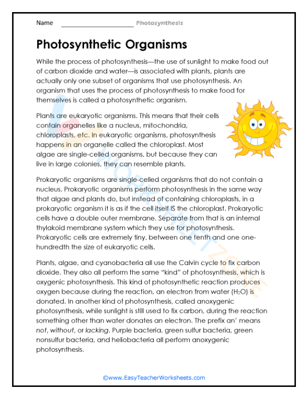 photosynthesis 5 | Worksheet Zone