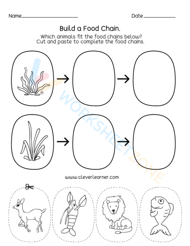 food webs and food chains 2 | Worksheet Zone