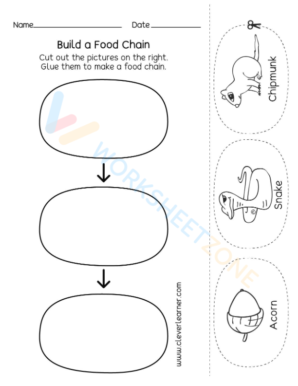 food webs and food chains 5 | Worksheet Zone