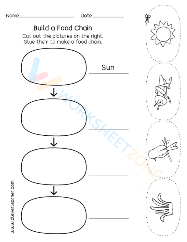 food webs and food chains 6 | Worksheet Zone