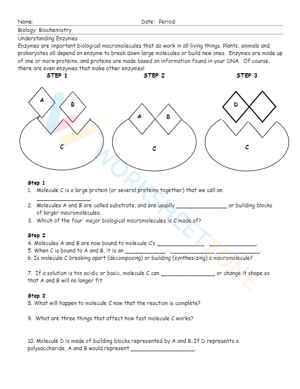 enzyme 3 | Worksheet Zone
