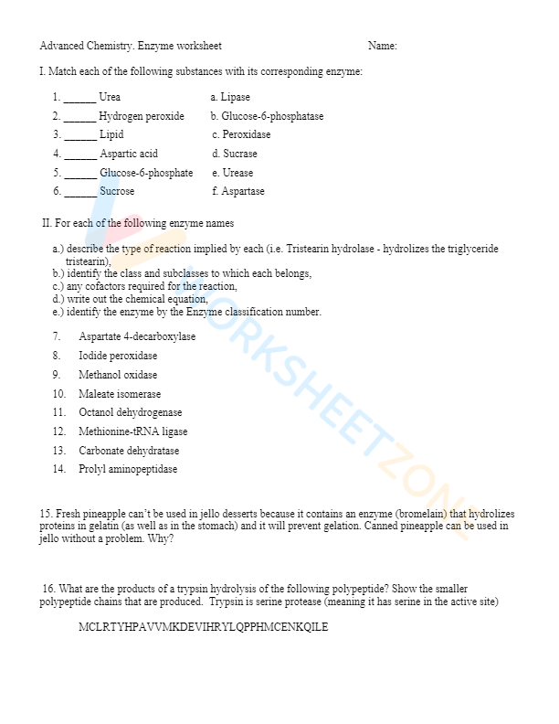 enzyme 5 | Worksheet Zone