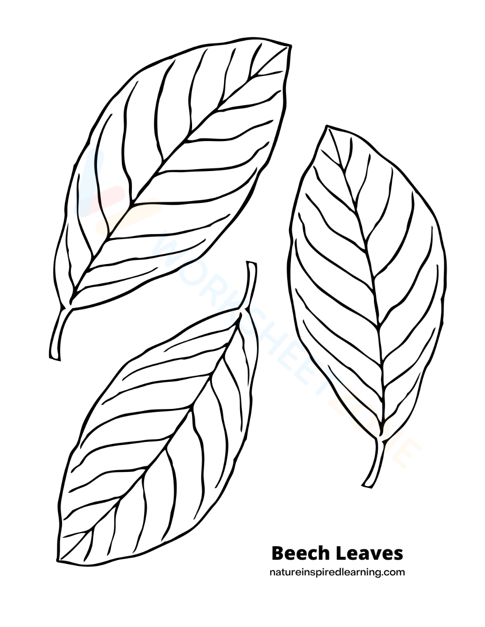 Beech Leaves | Worksheet Zone