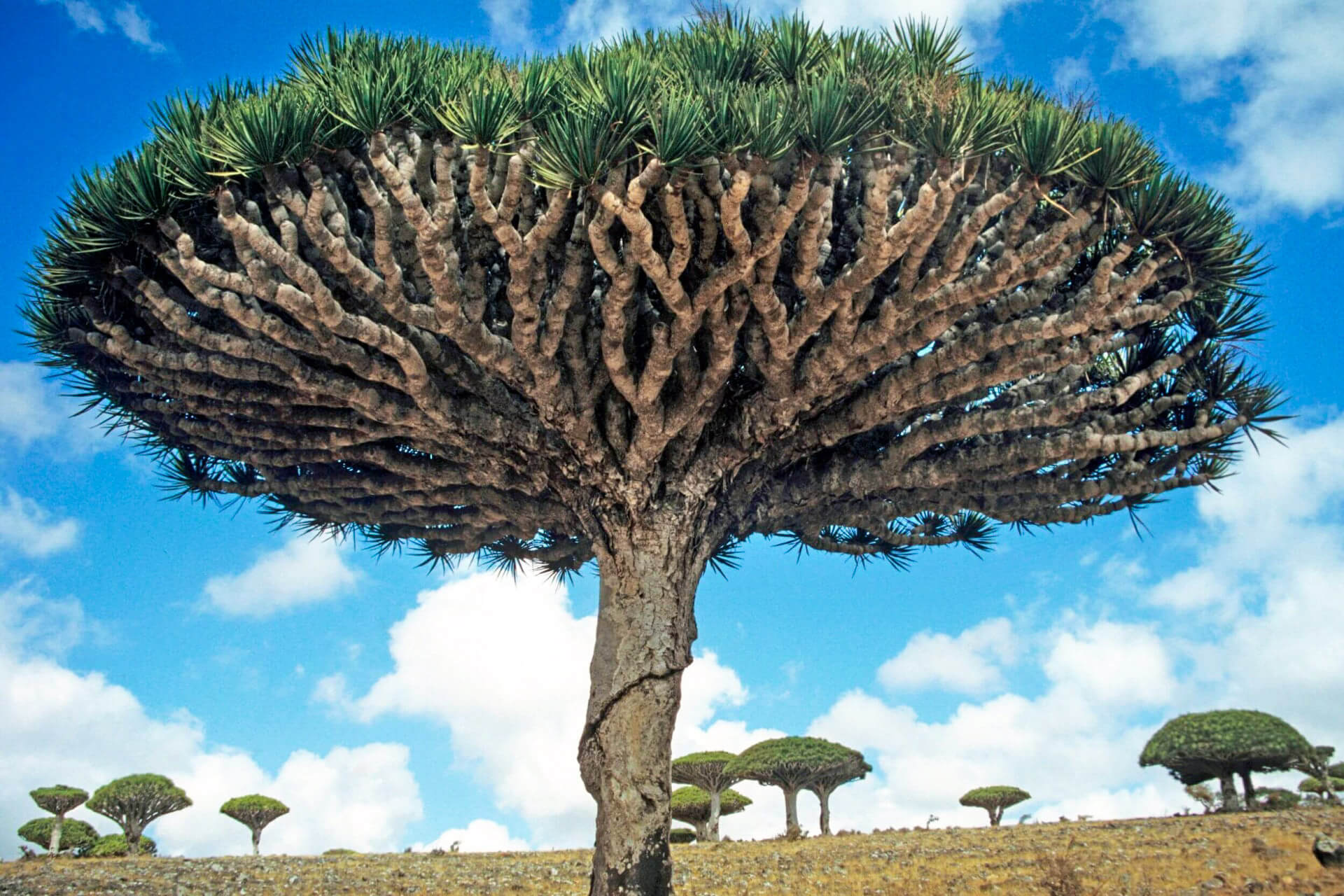 Socotra Island: Explore a Lost World of Natural Wonders