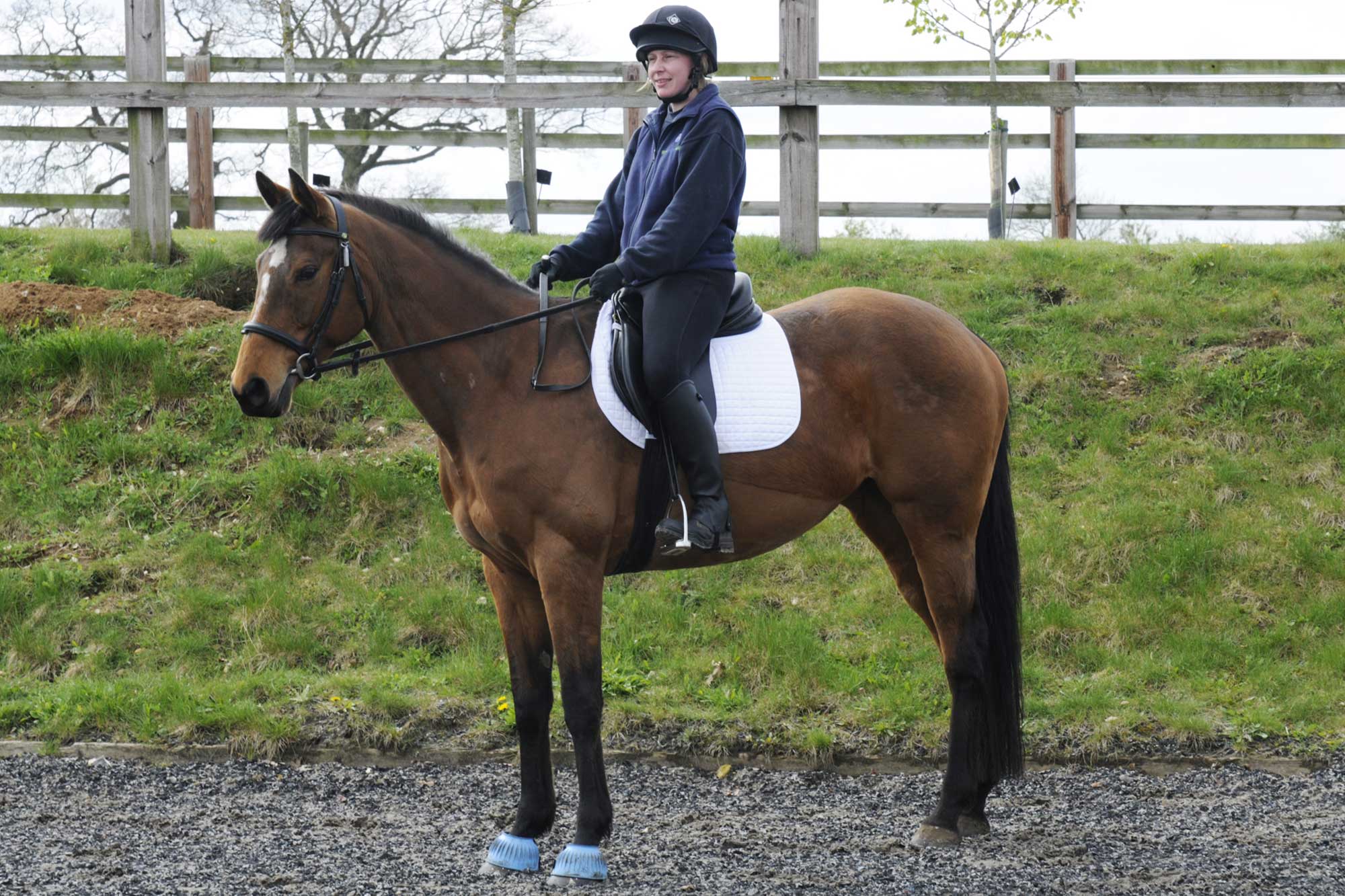 Recognising pain in our ridden horses - World Horse Welfare