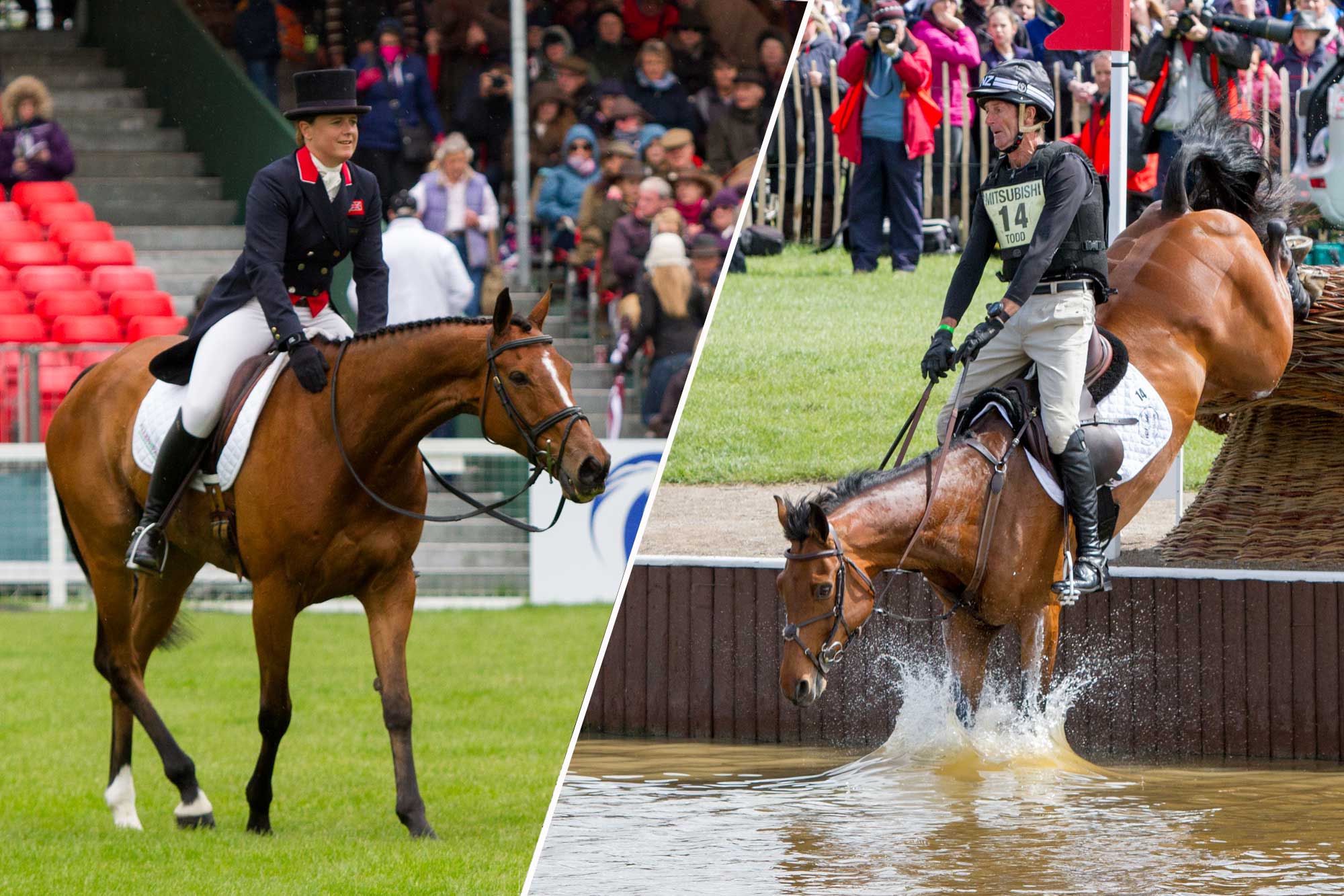 Preparing your horse for competition - World Horse Welfare