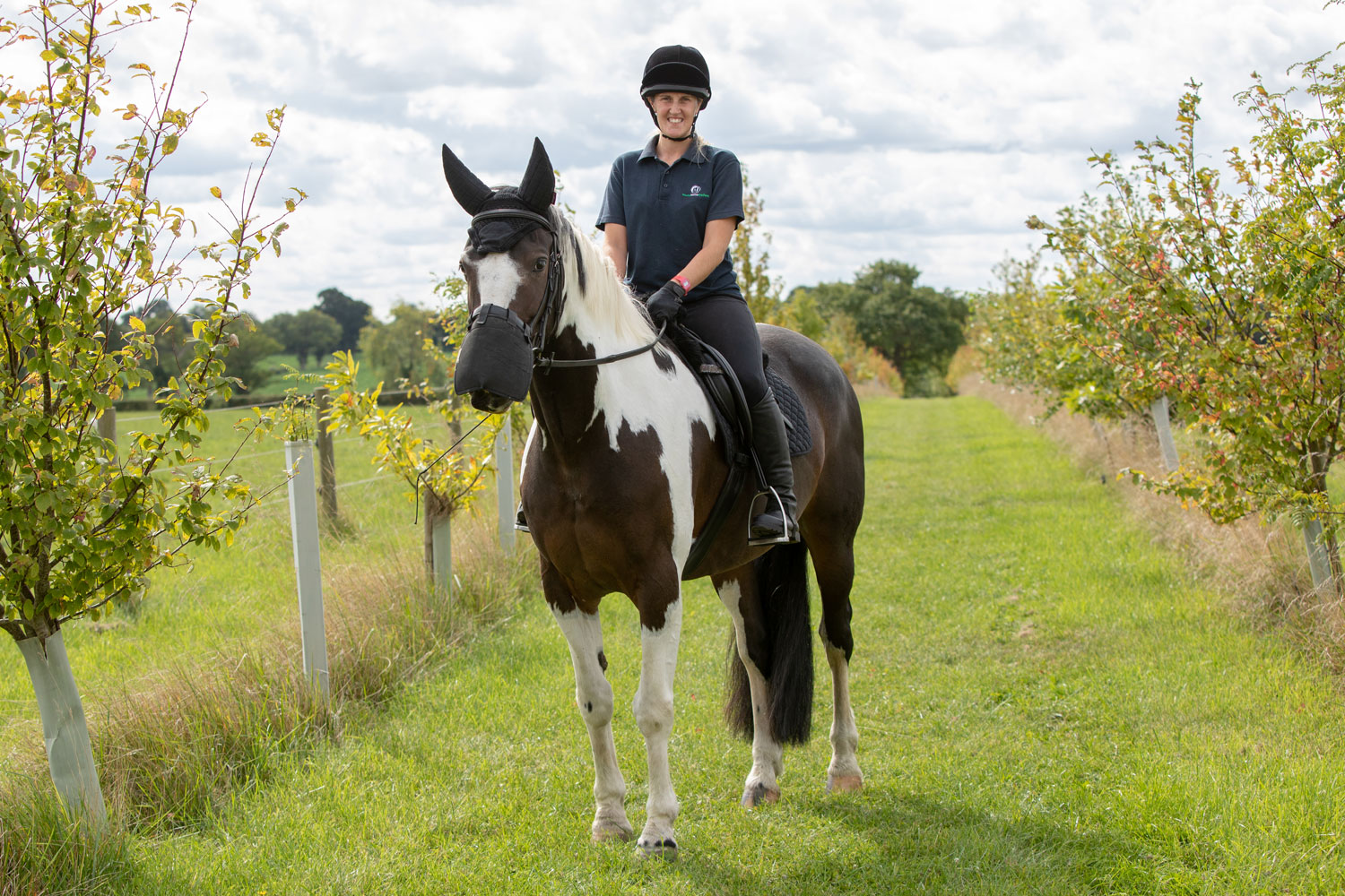 Riding and driving horses - World Horse Welfare