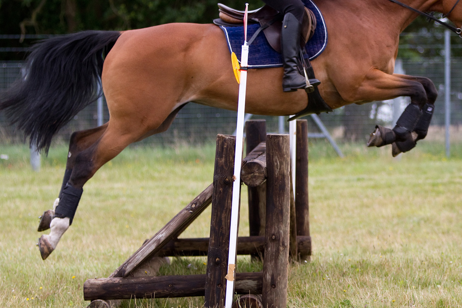 Managing arthritic changes in ridden horses - World Horse Welfare