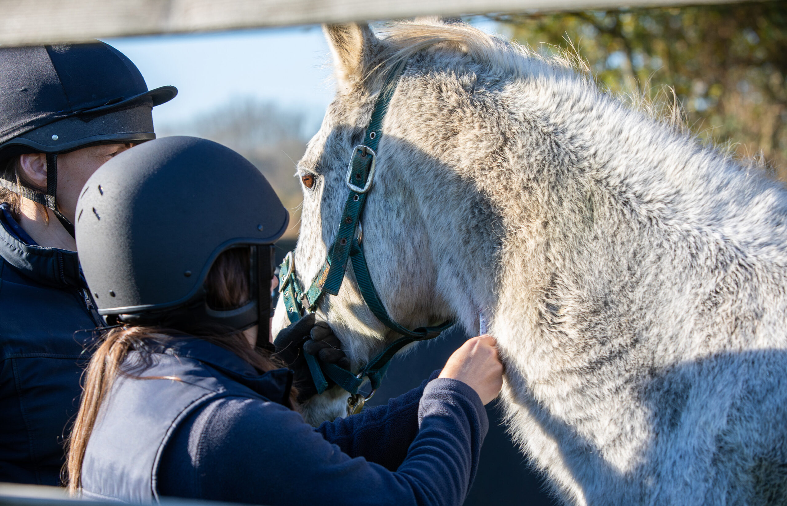 Prevent and protect: essential equine vaccinations - World Horse Welfare