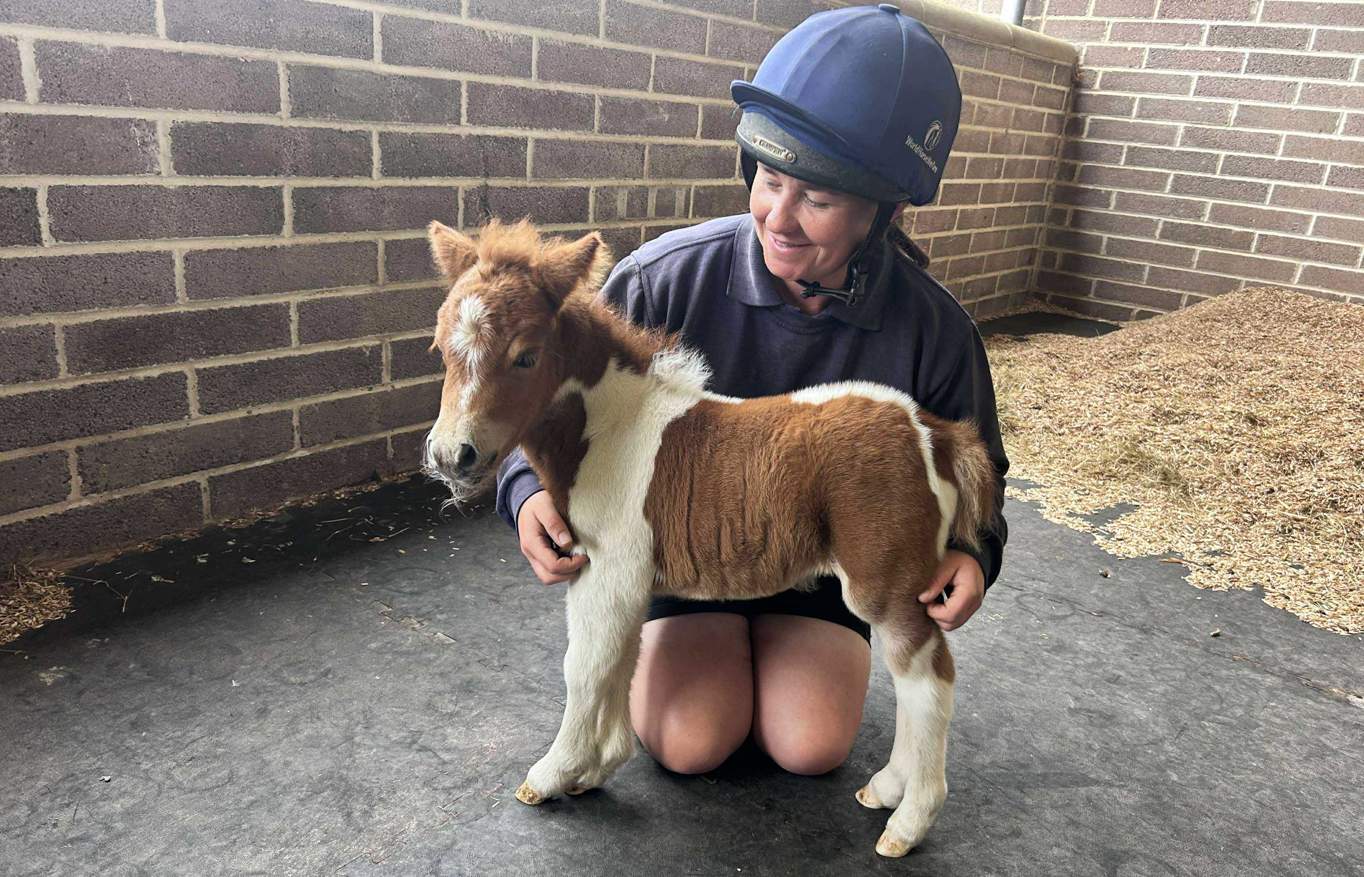 Glenda Spooner Farm kicks off summer fun - World Horse Welfare