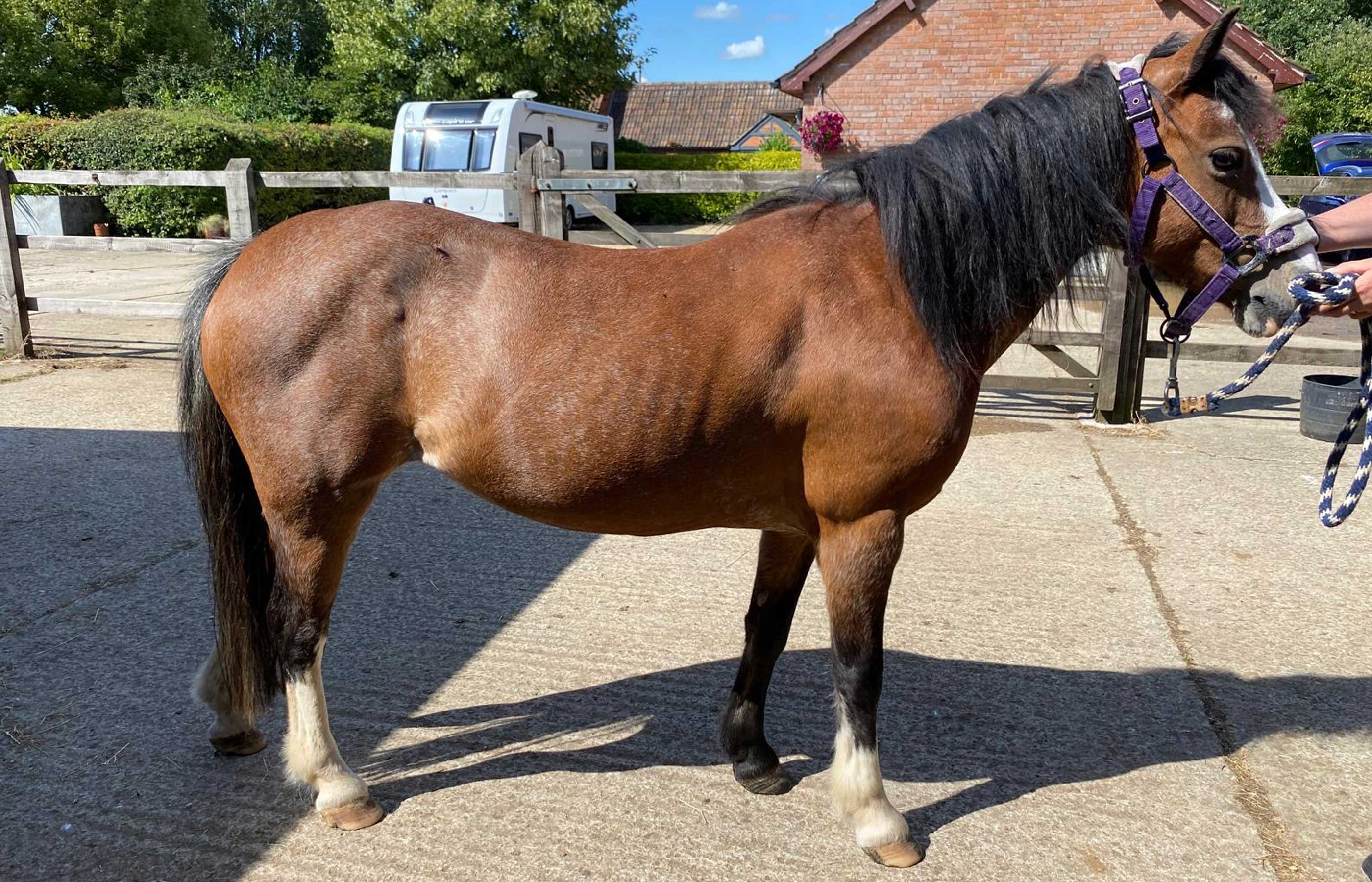 Saffron’s story – managing metabolic issues in older ponies - World Horse Welfare