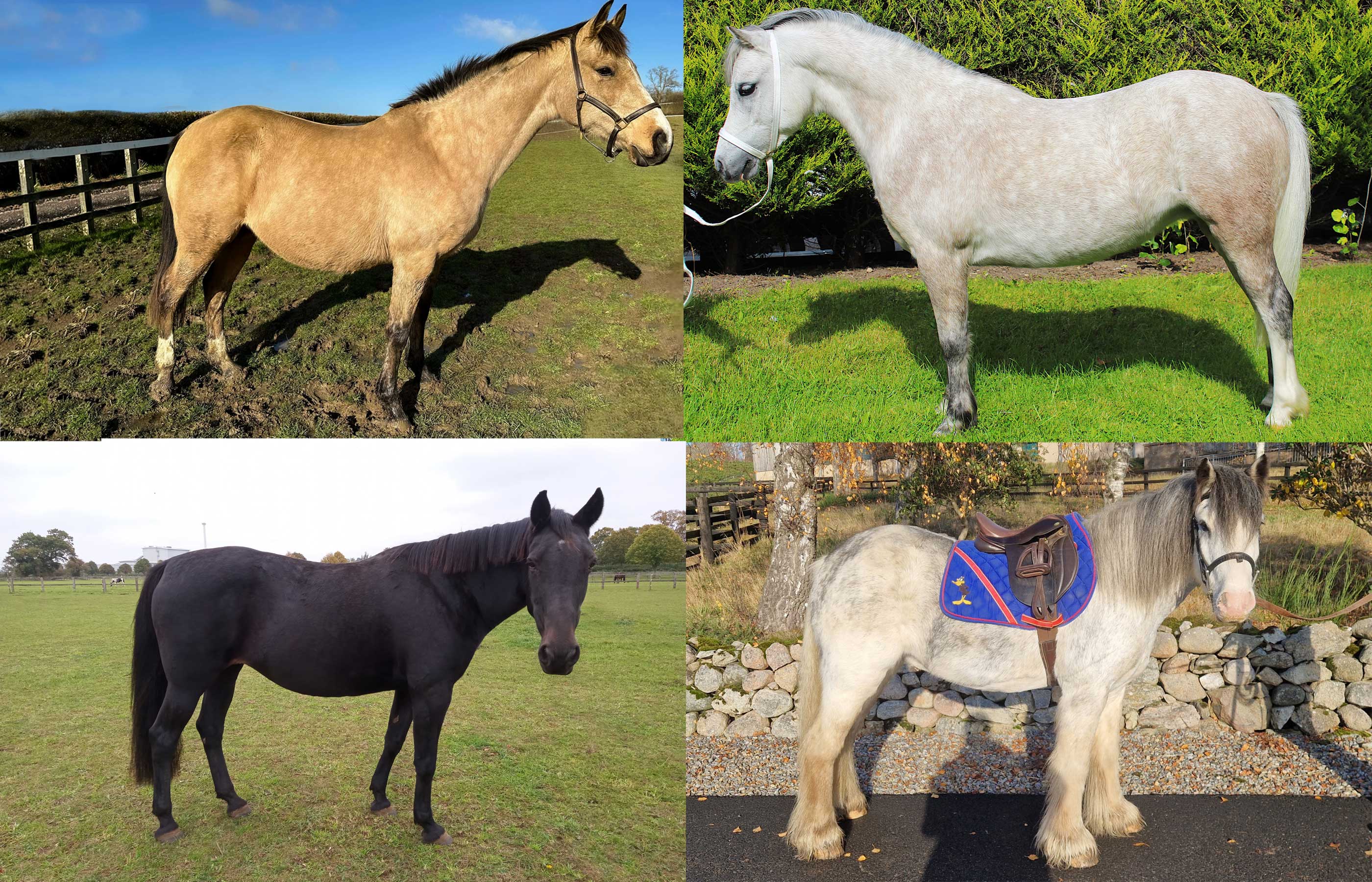 Could you rehome to help make life-saving space for horses in need this ...