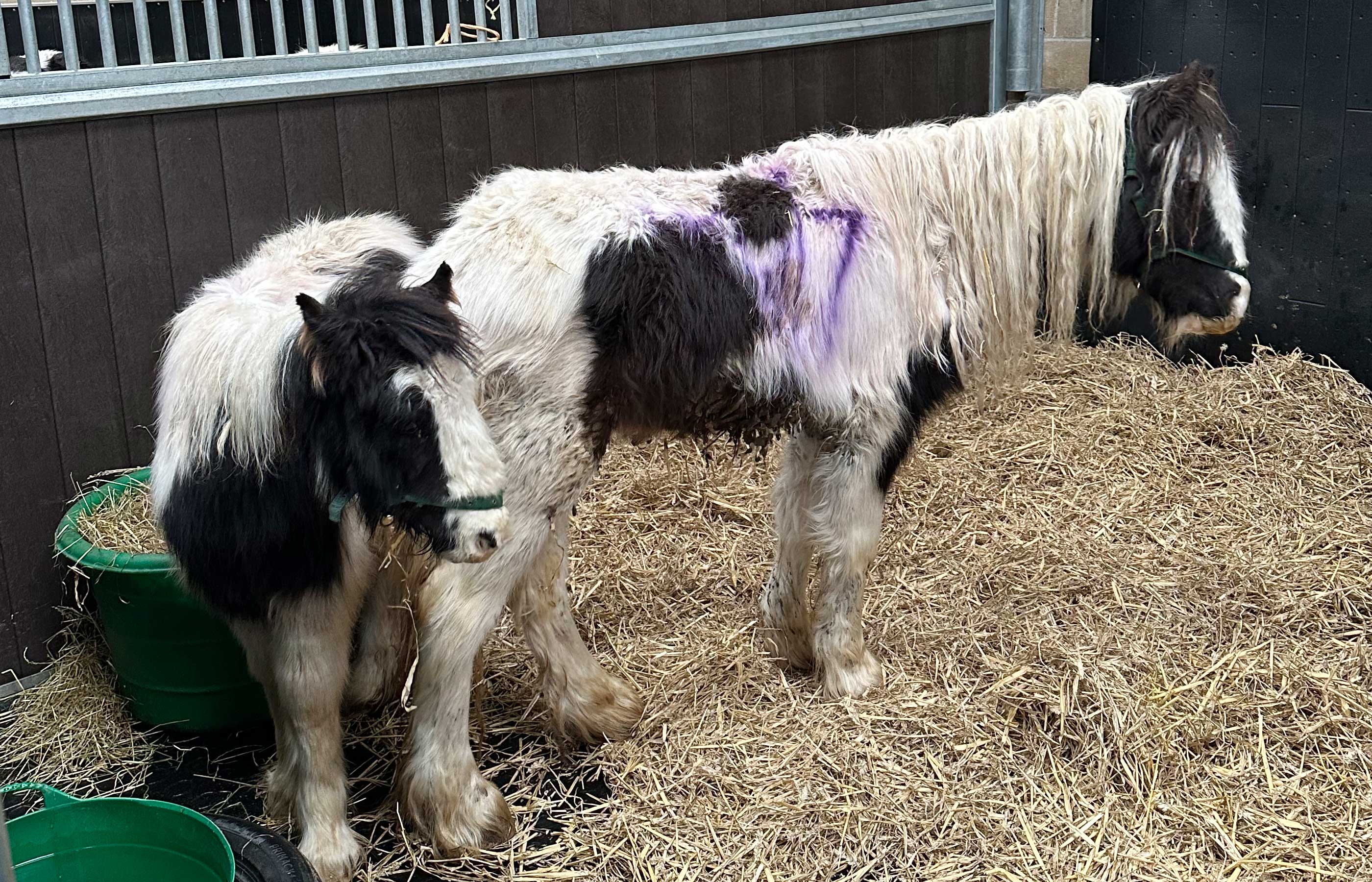 Tiny Tinker Bell’s fighting spirit keeps her alive against all odds ...