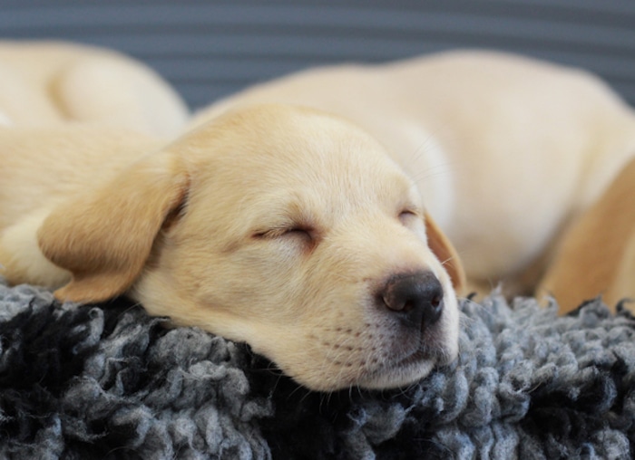 Our pledge to support a puppy for our 2021 Charity Partner, Guide Dogs ...