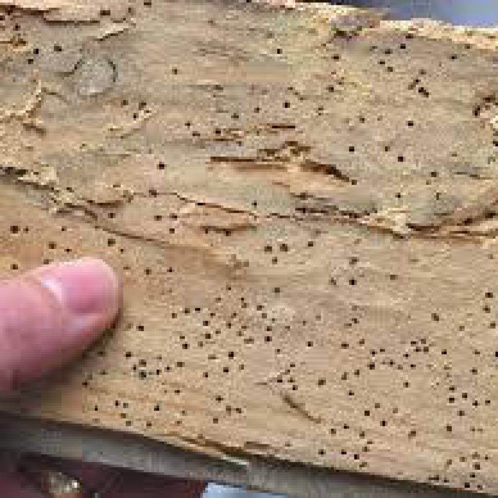 Identifying Woodworm in the Home - Garratt's Damp & Timber