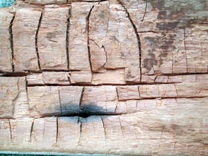 Wet Vs Dry Rot: Difference | Blog | Garratt's Damp